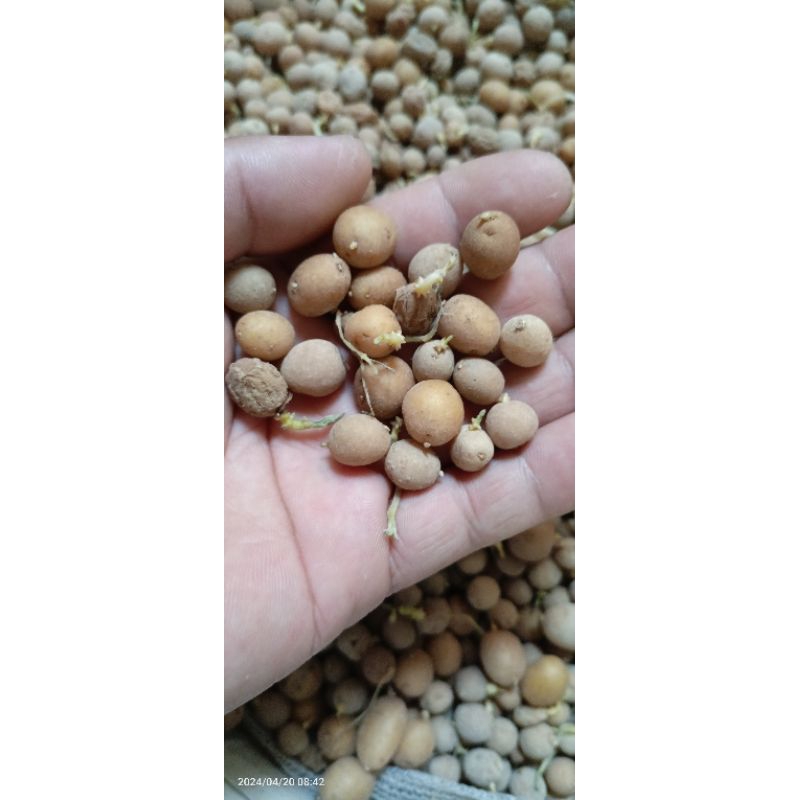 Jual BIBIT/BENIH KENTANG G0 GRANOLA L(pilus) minimal order 50 biji ...