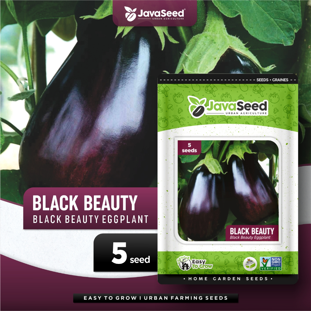 Jual JAVASEED - Benih Terong Hitam Black Beauty Eggplant 5 Benih ...