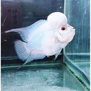 Jual Ikan Lohan Terlengkap & Harga Terbaru Mei 2024 | Shopee Indonesia
