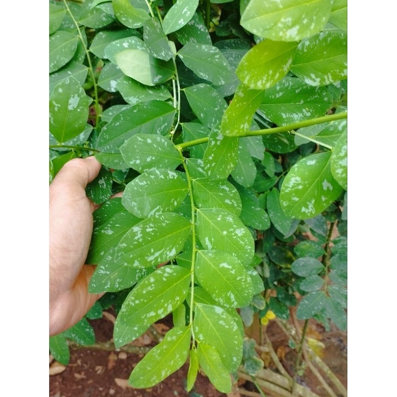Jual Daun Katuk Segar 100 gr | Shopee Indonesia