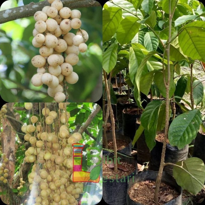 Jual BIBIT & TANAMAN BUAH LANGSAT | Shopee Indonesia