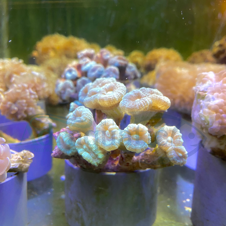 Jual (INSTANT BANDUNG) KARANG PERMEN IJO HIJAU HIASAN TERUMBU KARANG ...