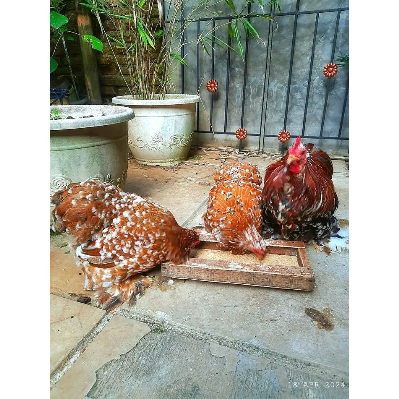 Jual 2 BUTIR TELUR AYAM BRAHMA TERBAIK | Shopee Indonesia