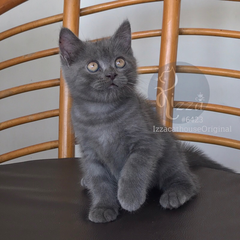 Jual makanan kucing British Shorthair (BSH) pure blue marble Jossss ...