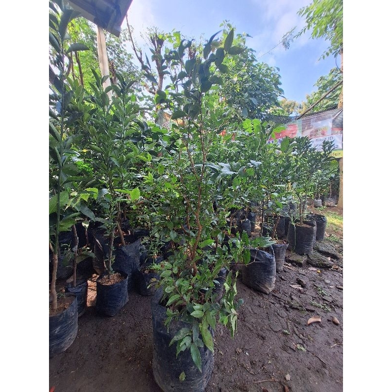 Jual Bibit Anggur Pohon // Anggur Brazil Ketinggian 1 Meter Batang ...