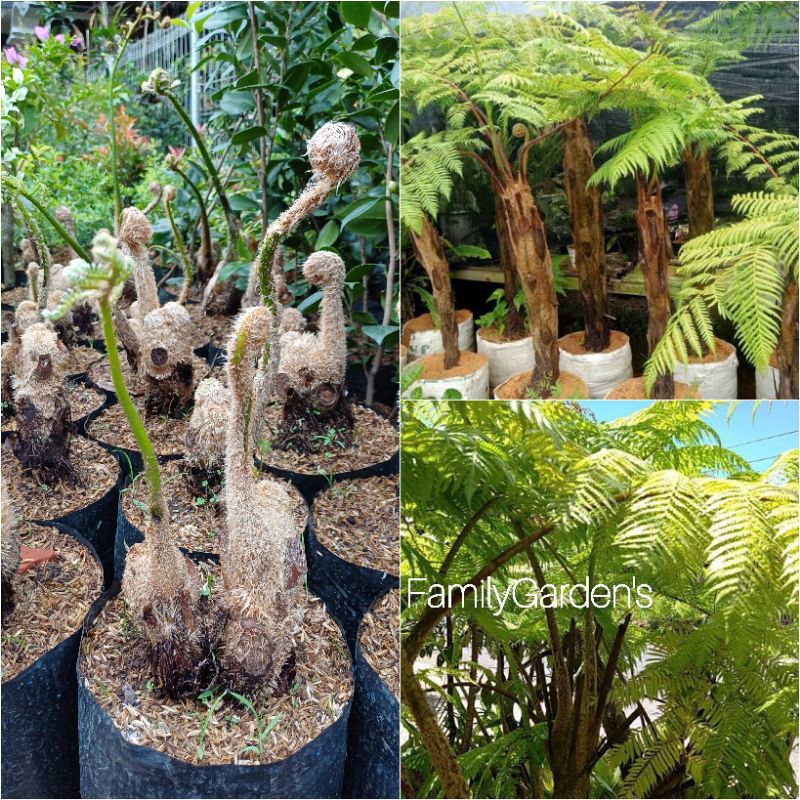 Jual Tanaman Hias Pohon Pakis Monyet / Pakis Hutan | Shopee Indonesia
