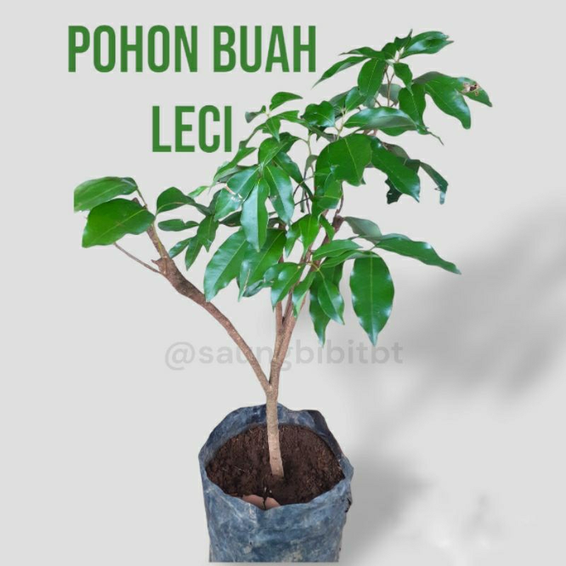 Jual Pohon Buah Leci - Bibit Buah Leci - Pohon Bibit Lici - Tanaman ...