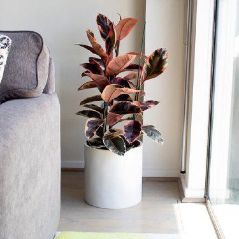 Jual pot besar, pot terazo tabung, pot tanah liat 30 cm free packing ...