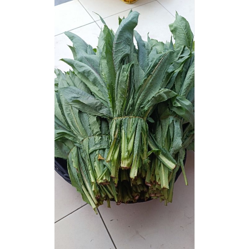 Jual fumak sayur makanan sulcata / iguana / kura darat / reptil ...
