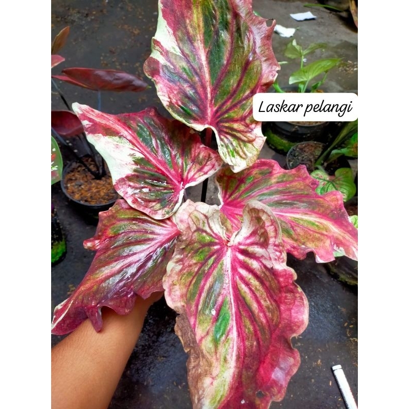 Jual bunga caladium 105-200 | Shopee Indonesia