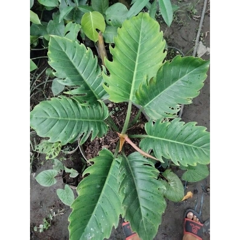 Jual tanaman hias philodendron green saw/pholo caramel | Shopee Indonesia