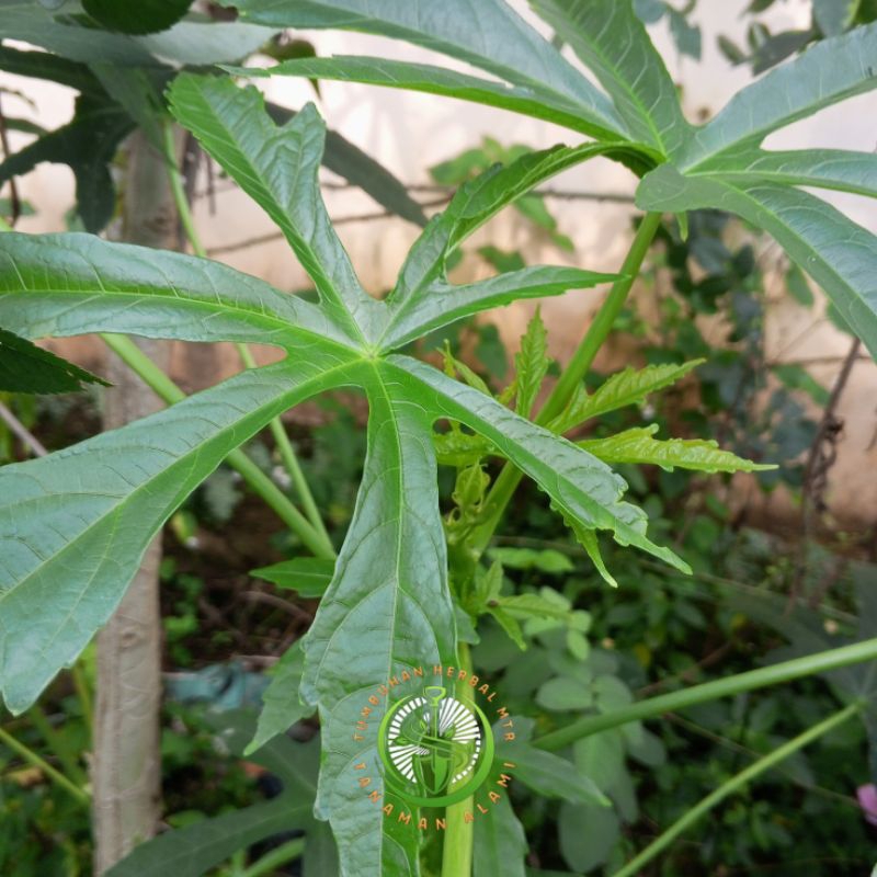 Jual Daun Gedi / Daun singkong mustajab 200g Langsung Petik dari pohon ...