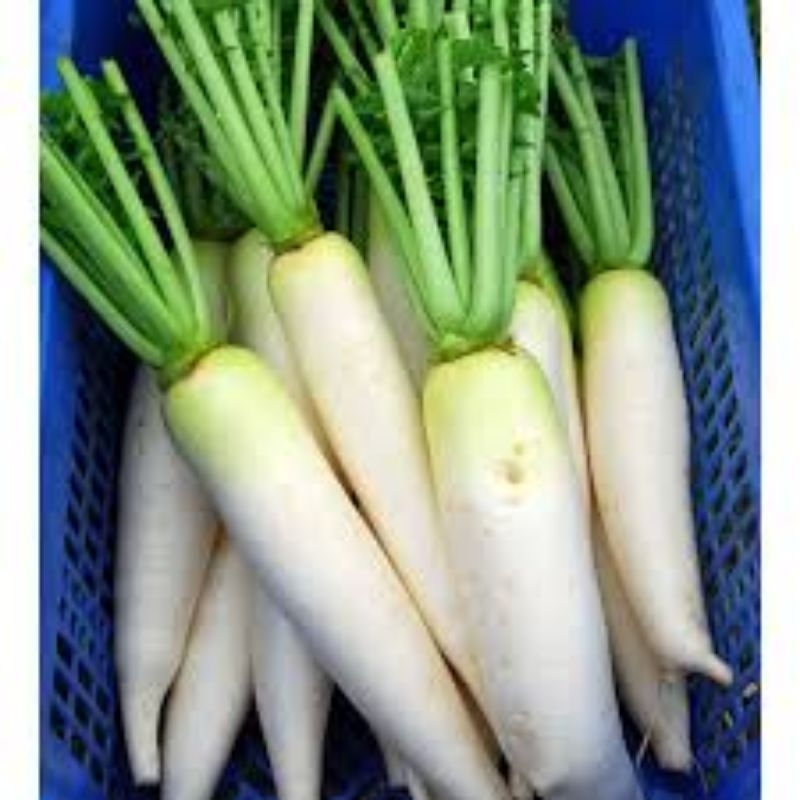 Jual lobak putih 1kg | Shopee Indonesia