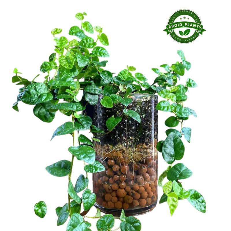 Jual Tanaman Hias Ficus Pumila Rambat - Pohon Rambat Dolar Daun Kecil ...