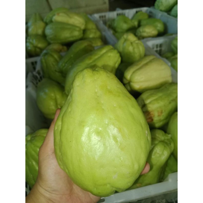 Jual Labu Siam (1 buah) | Shopee Indonesia
