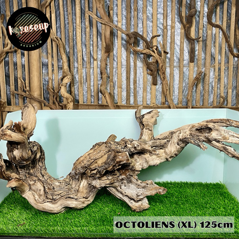 Jual AKAR SANTIGI LAUT JUMBO OCTOLIENS size (XL) UNTUK HIASAN AQUARIUM ...