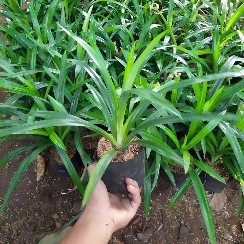 Jual Tanaman pandan wangi/pohon pandan wangi | Shopee Indonesia