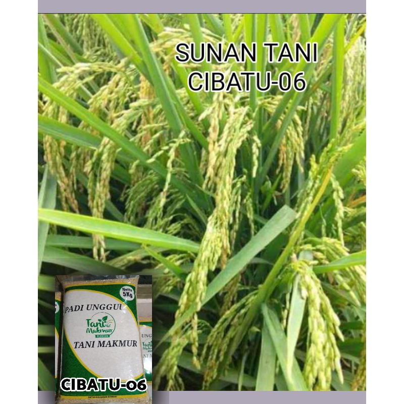 Jual BENIH PADI BARU CIBATU 06 5KG ORIGINAL | Shopee Indonesia