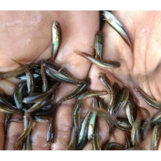Jual bibit gabus Harga Terbaik & Termurah Mei 2024 | Shopee Indonesia