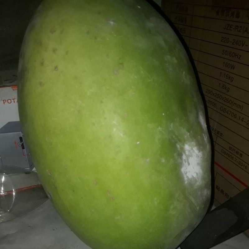 Jual Buah Labu Air Bligo atau Kondur Segar | Shopee Indonesia