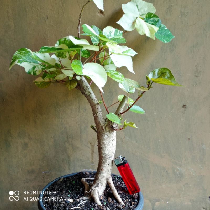 Jual bahan bonsai waru parigata realpic | Shopee Indonesia