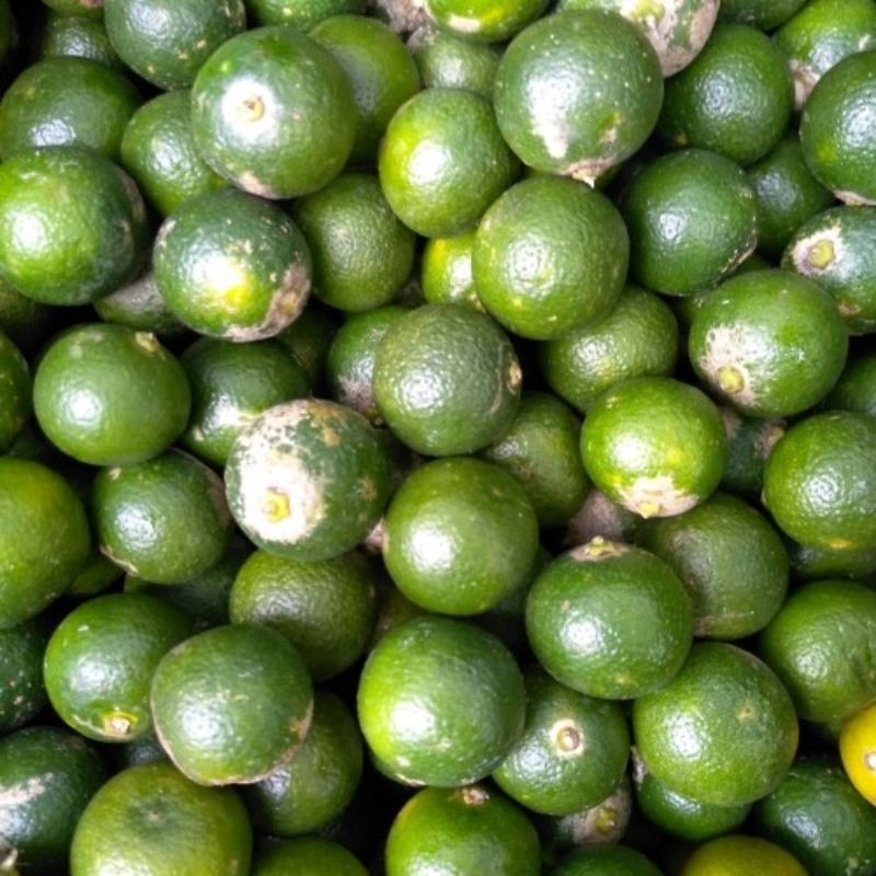 Jual sonkit/lemon cui/jeruk kasturi 1kg | Shopee Indonesia