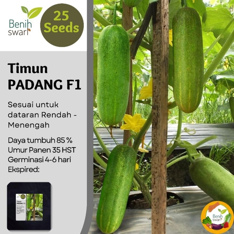 Jual Benih Swari: (isi 25 butir) Benih Mentimun RUJAK Hibrida / Timun PADANG F1 | Shopee Indonesia