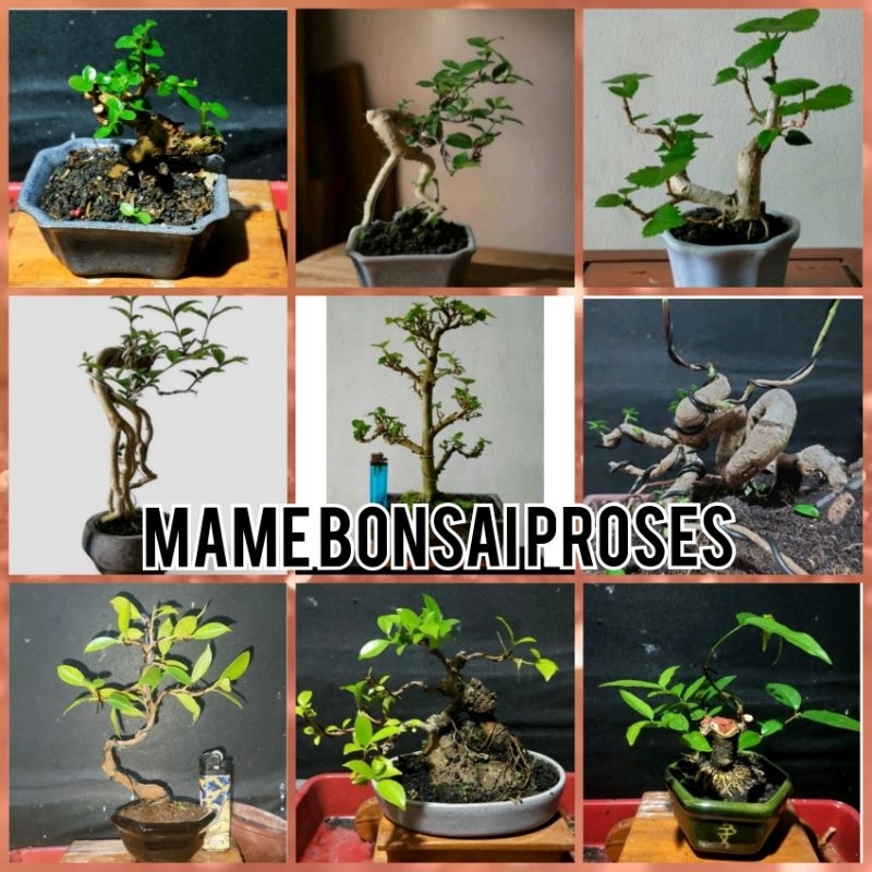 Jual Bonsai Mini / Mame Bonsai proses plus pot Kramik | Shopee Indonesia