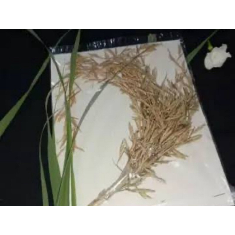 Jual Seikat bunga sereh wangi sereh lanang kering-az | Shopee Indonesia