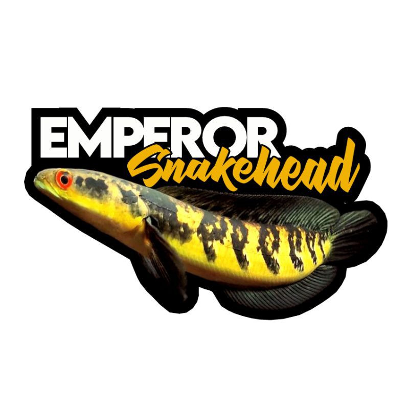 Jual Sticker Channa Maru Yellow Sentarum YS 3-4cm | Shopee Indonesia