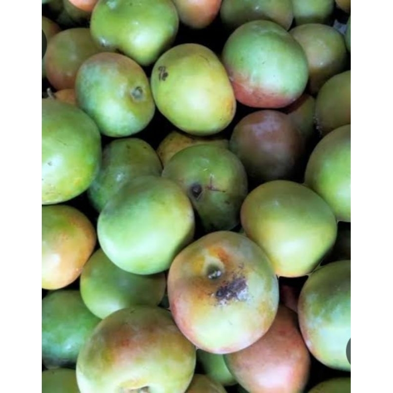 Jual Mangga muda apel gincu 1 kg | Shopee Indonesia