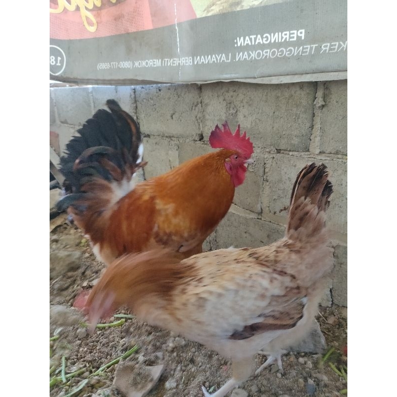 Jual PAKET Telur tetas ayam Elba fertil (12 Butir) | Shopee Indonesia