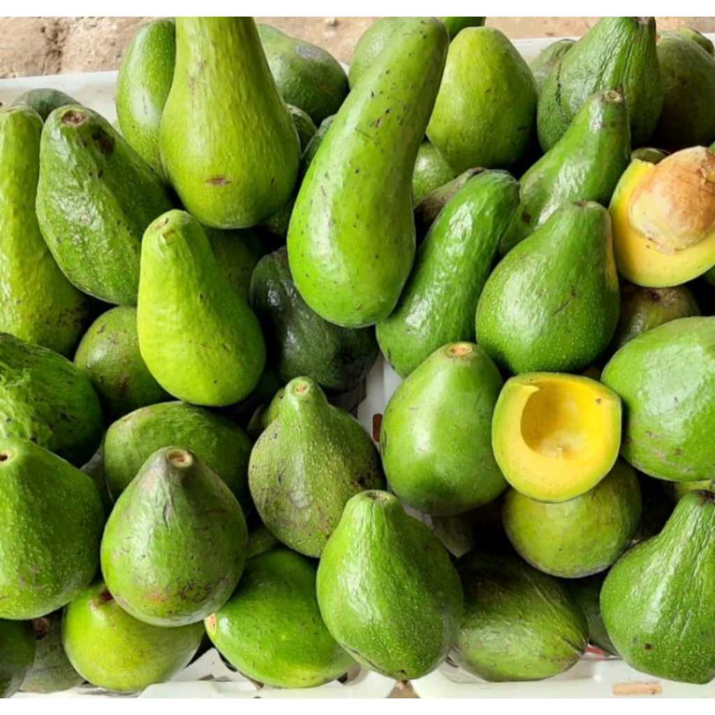 Jual BUAH ALPOKAT MENTEGA BESAR 1 KILO | Shopee Indonesia