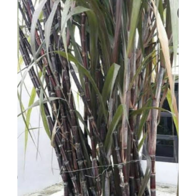 Jual Tebu hitam asli organik panjang 1 meter untuk ritual kejawen ...