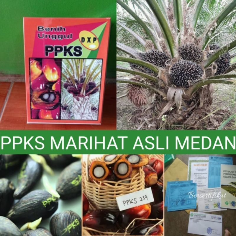 Jual BIBIT SAWIT DXP MARIHAT UNGGUL ASLI | Shopee Indonesia