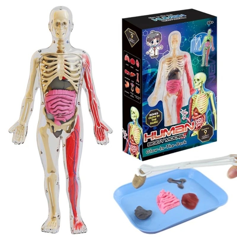 Jual HUMAN BODY ANATOMY MODEL - MAINAN DOKTER - MAINAN TENGKORAK ...