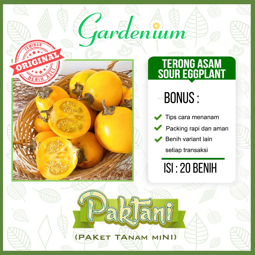Jual 20 Benih Terong Asam Terong Dayak Sour Eggplant Paktani | Shopee ...