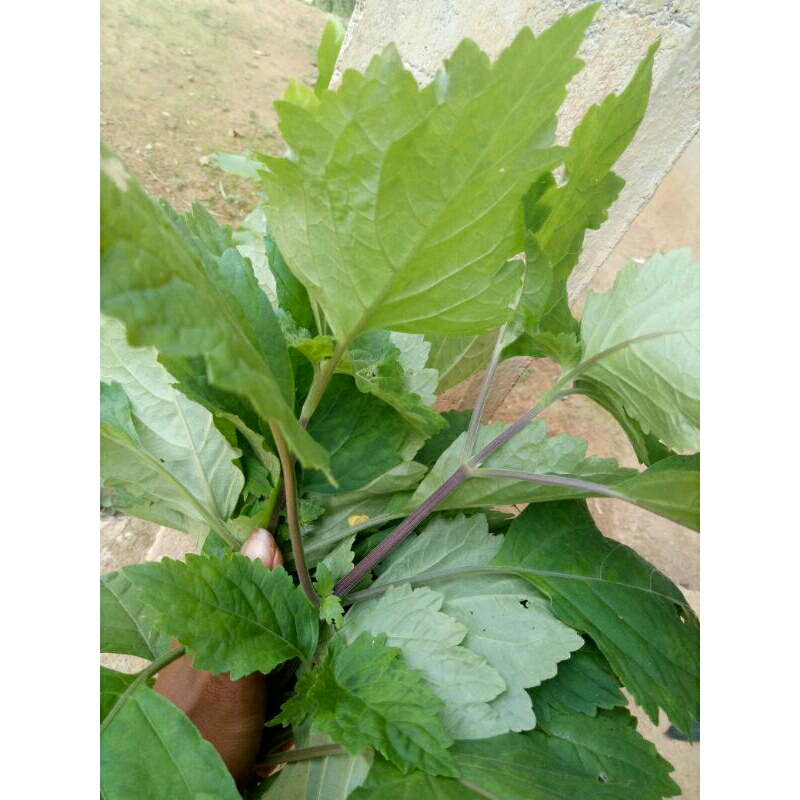 Jual Daun Nilam segar 100grm Pogostemon cablin | Shopee Indonesia