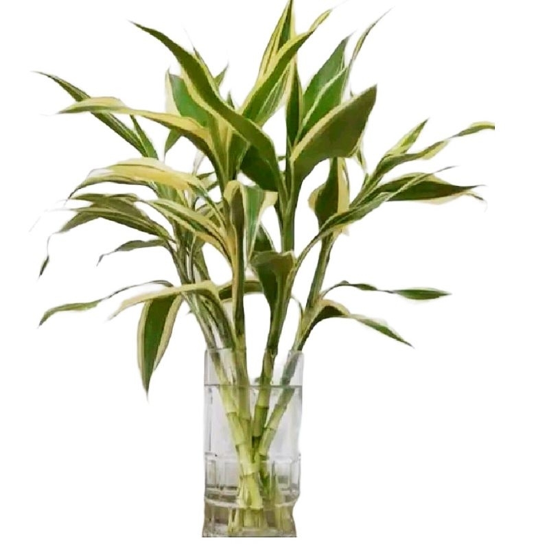 Jual 1 stek bambu hoki putih sri rejeki putih sri rejeki bambu hoki ...