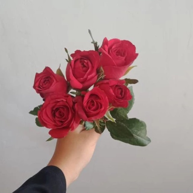 Jual Bunga Fresh Flower Bunga Mawar Segar Fresh Rose Flowers Satu ...