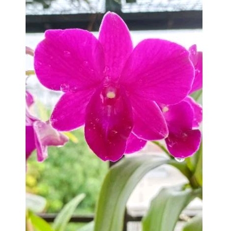 Jual Anggrek Dendrobium Grand Asia pink fanta | Shopee Indonesia