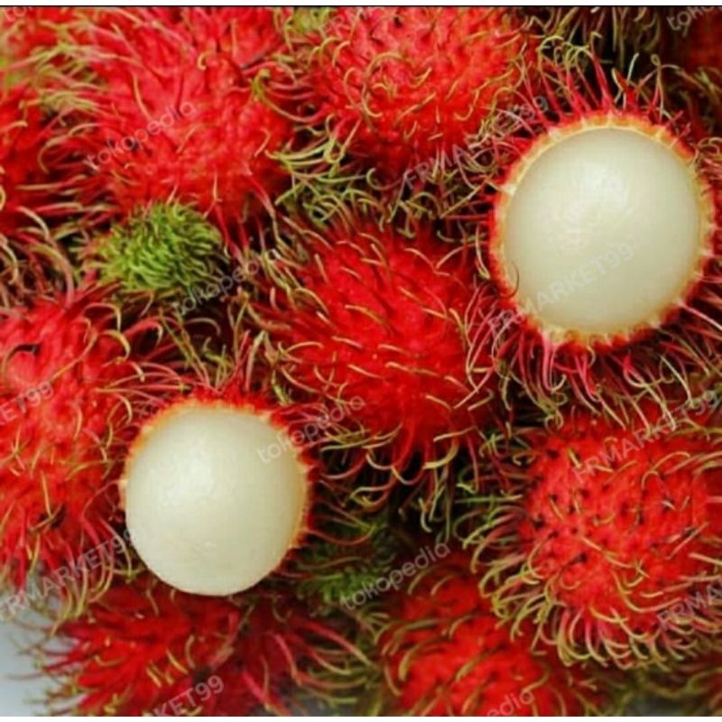 Jual ASLI Bibit Pohon Rambutan Brahrang Binjai Super Unggulan Cepat ...