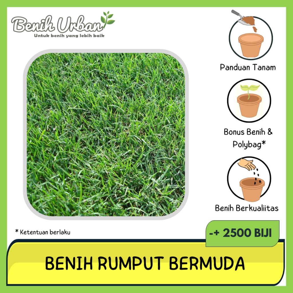 Jual 2500 Butir Biji Benih Rumput Golf / Rumput Lapangan / Rumput Taman ...