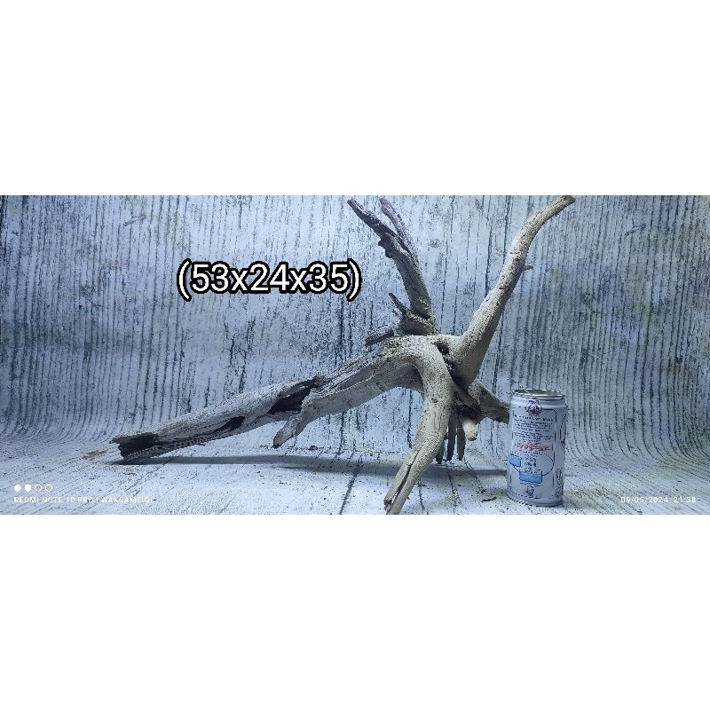 Jual Kayu Santigi Laut Sulawesi 20-50 cm berat >1 kg | Shopee Indonesia