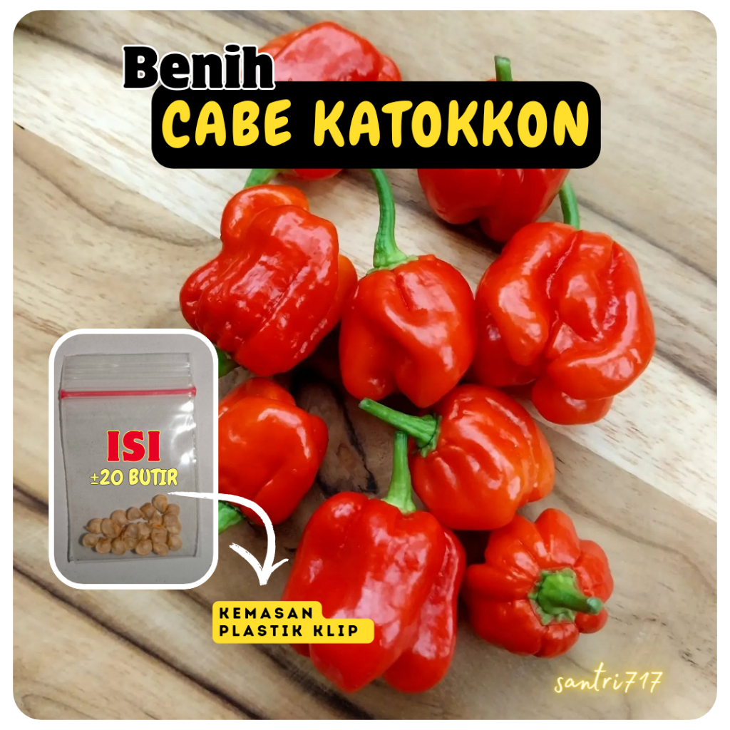 Jual 20 Biji - benih cabe katokkon toraja cabai lada toraja | Shopee ...