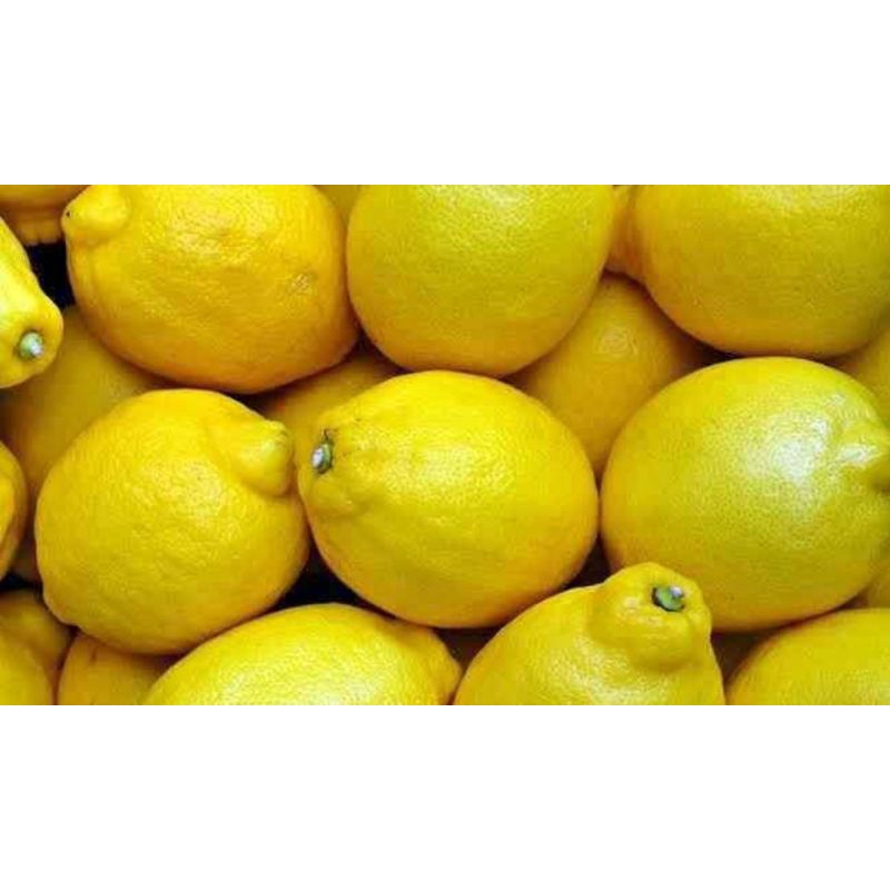 Jual Lemon California premium ABC &CN untuk Vitamin C | Shopee Indonesia