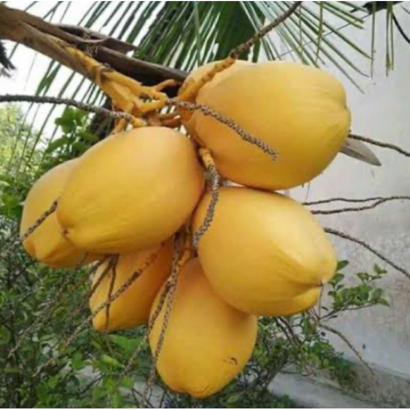 Jual Buah kelapa gading kuning segar isi 2 buah-az | Shopee Indonesia