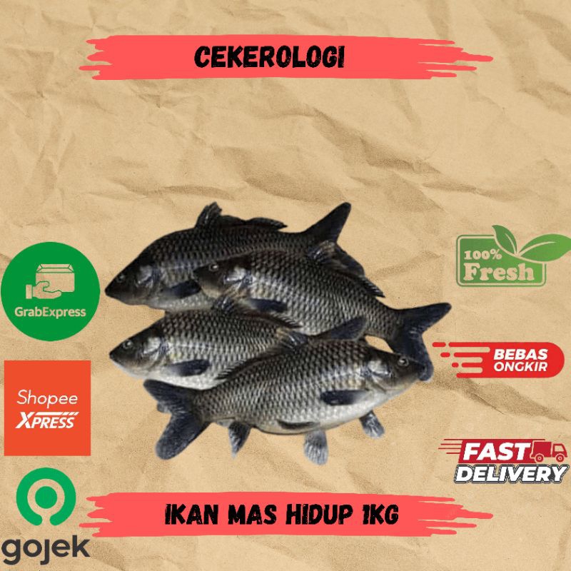 Jual Ikan Mas Hidup 1kg / Ikan Mas Hidup / Ikan Mas / Ikan Mas Fresh ...
