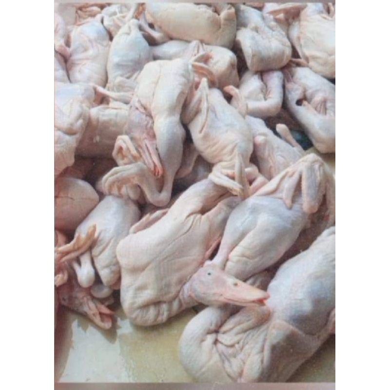 Jual Bebek peking frozen 1,4 kg / bebek karkas / bebek murah | Shopee ...