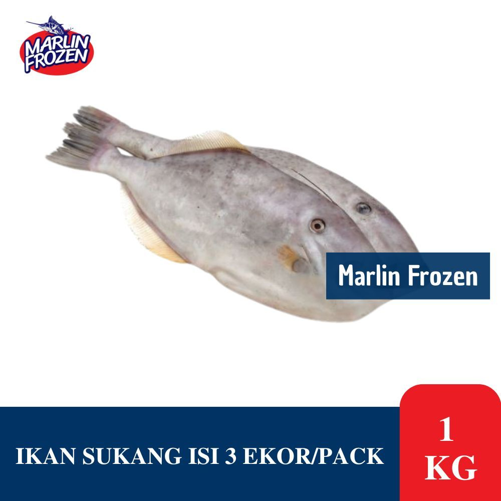 Jual Ikan Ayam Ayam / Ikan Jacket Fresh / Ikan Sukang Khas Makassar 1 ...